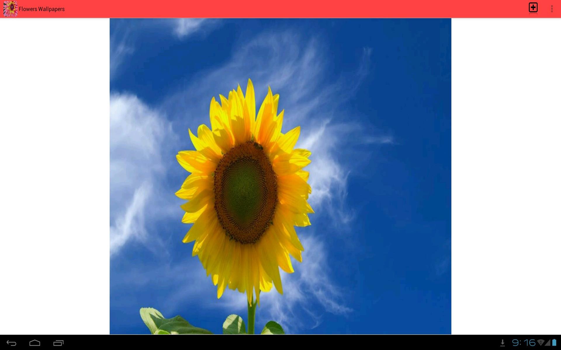 Flowers Wallpapers - App on Amazon Appstore