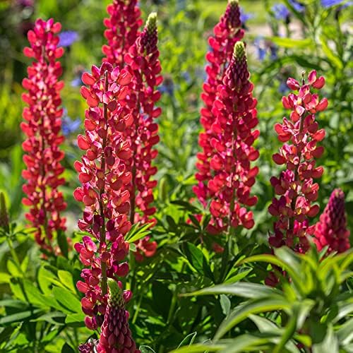 Lupinensamen Rot, Lupinen Samen, Lupinus Micranthus, Bienenweide ...