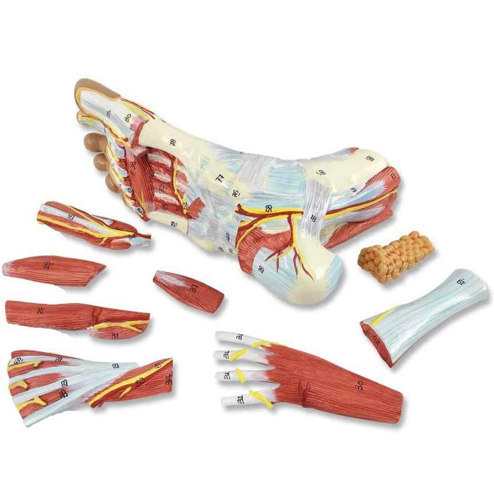 Buy Foot Model Medical Anatomical Foot Skeleton Model with Ligaments ...