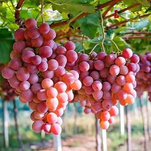 Amazon.com : Yunaksea Red Grape Plant Live for Growing 1 Year Old ...