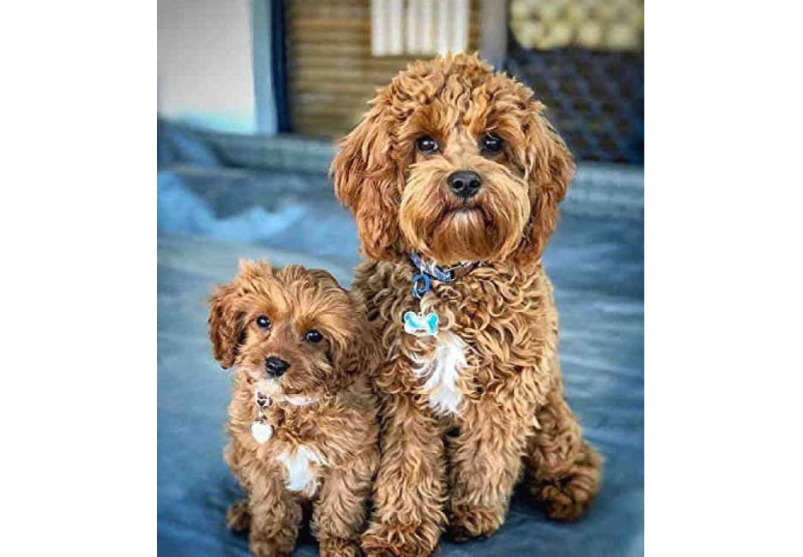 Cross Stitch Kits for Adults,Cavapoo,Cross Stitch Kits,Stamped ...