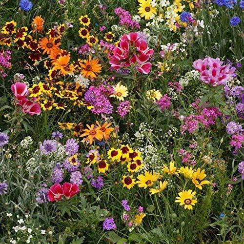 Amazon.com : Outsidepride Low Growing Wildflower Seeds - 1/4 lb Dwarf ...