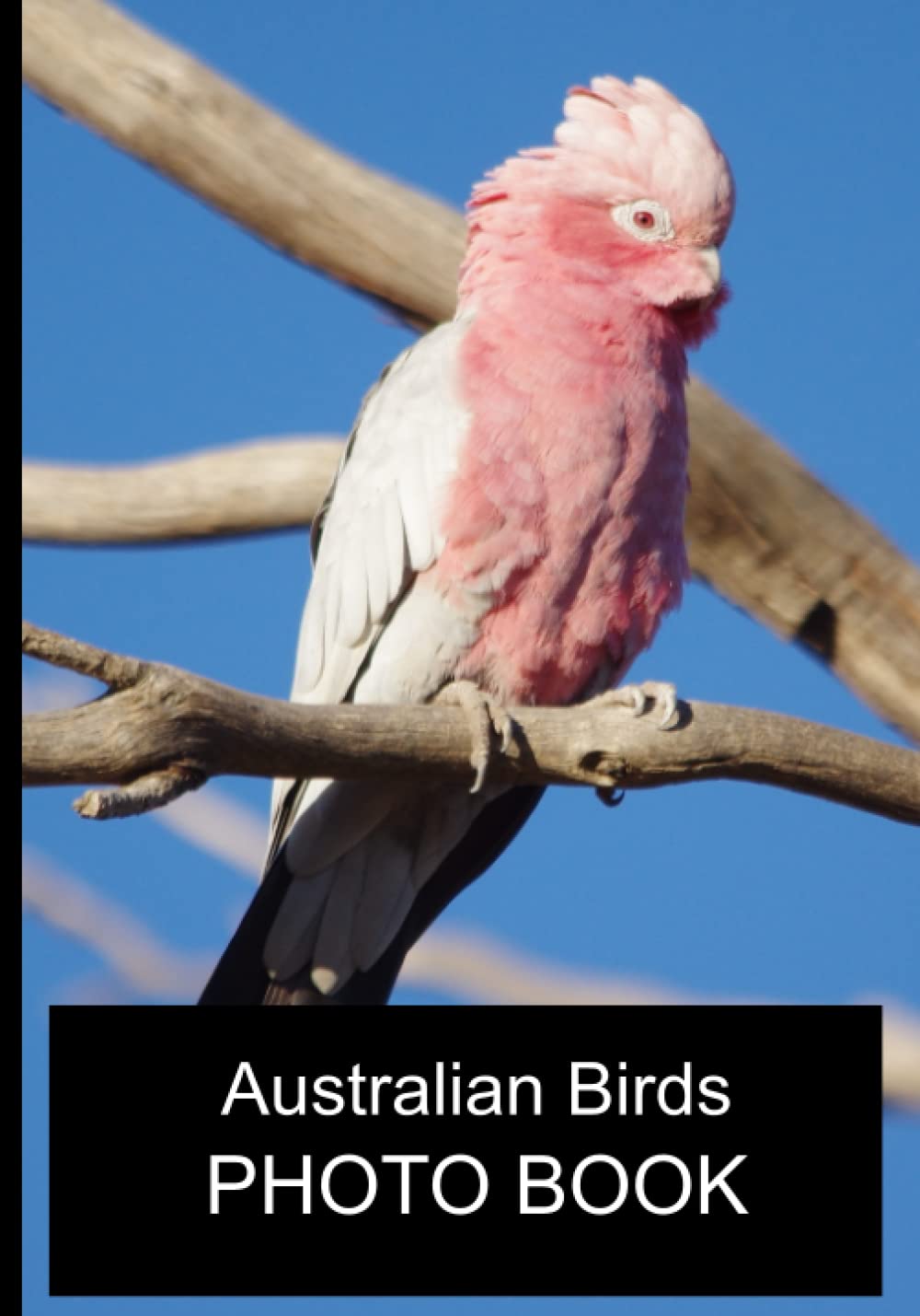 Buy Australian Birds Photo Book: 40 Different Bird Photos With ...