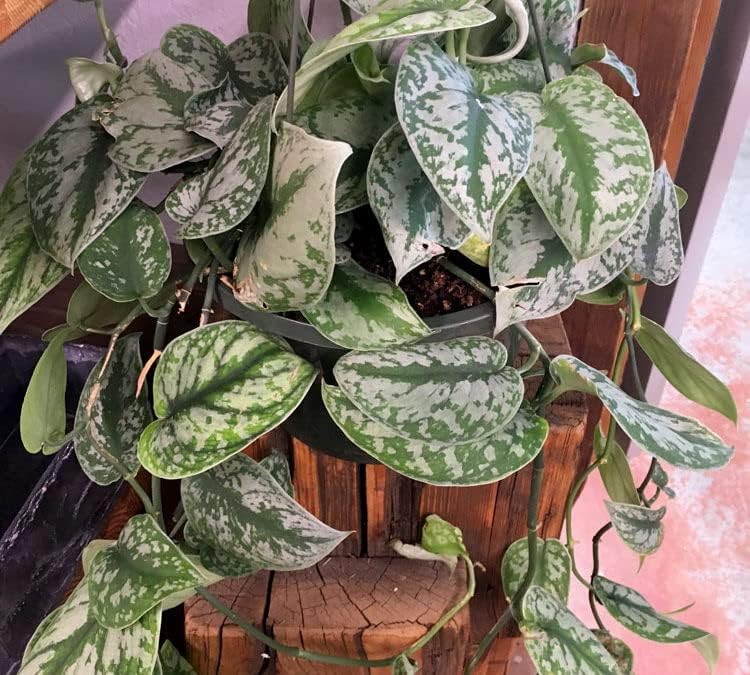 Amazon.com : Stem Cuttings (Un-Rooted) of Silver Pothos Plants (Silver ...