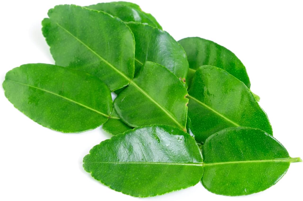 Amazon.com : Fresh Kaffir Lime Leaves 1 lb. : Grocery & Gourmet Food