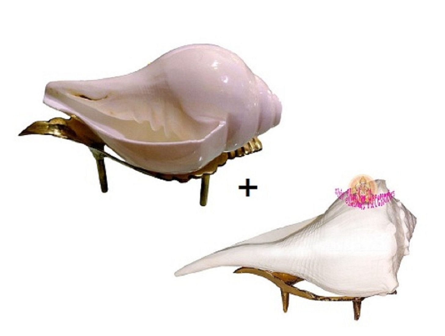 Buy Sound SHANKH SHANKHA + DAKSHINAWARTI SHRI Lakshmi VALAMPURI SHANKH ...