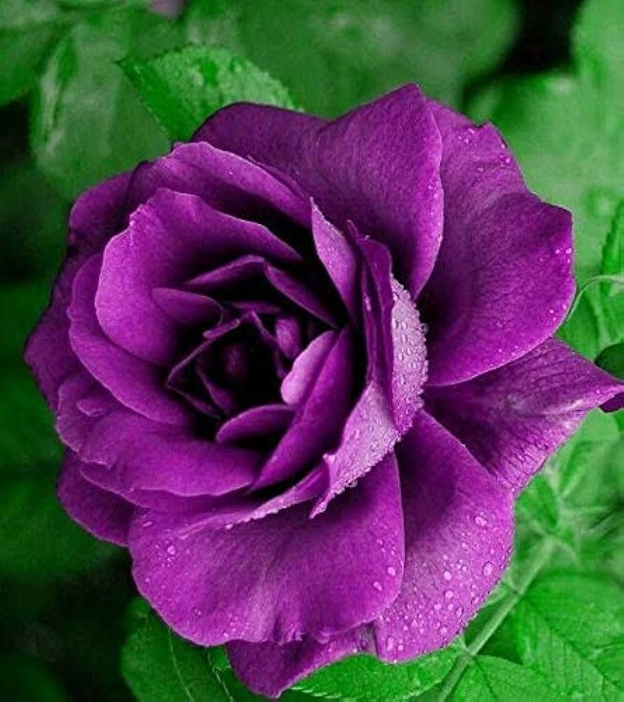 Real Purple Roses Rare Purple Rose Plant Seeds For Home Gardens