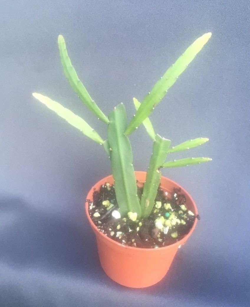 Amazon.com : RHIPSALIS RAUHIORUM, RARE JUNGLE CACTUS, ROOTED PLANTS ...