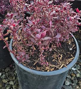 Amazon.com : Little Ruby Alternanthera Plant, Purple Foliage, 5 Gallon ...