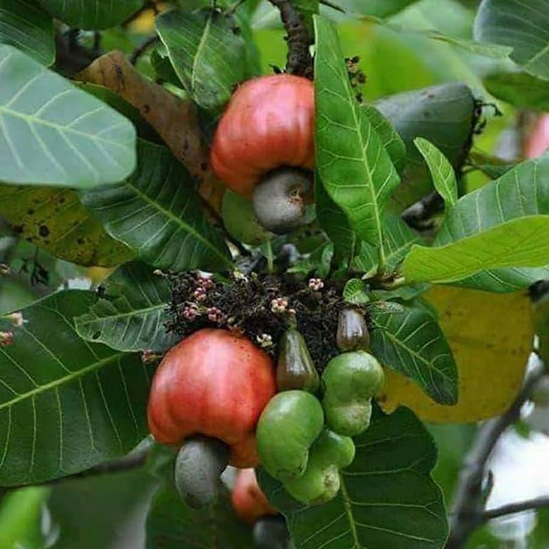 Cashew nut plant live (Pack of 1) : Amazon.in: Garden & Outdoors