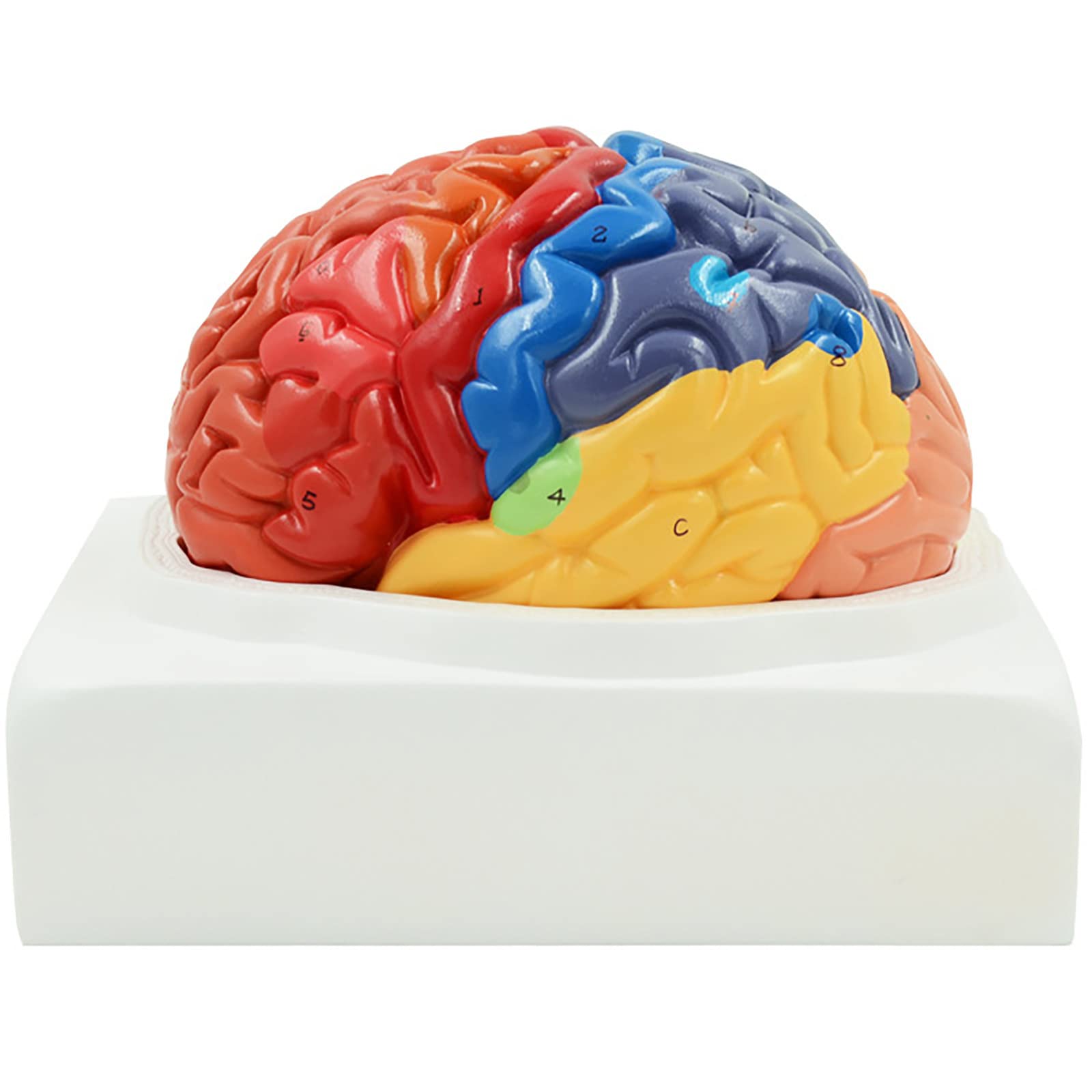 Buy Human Brain Model Anatomy, 2-Part Color-Coded Life-Size Anatomical ...