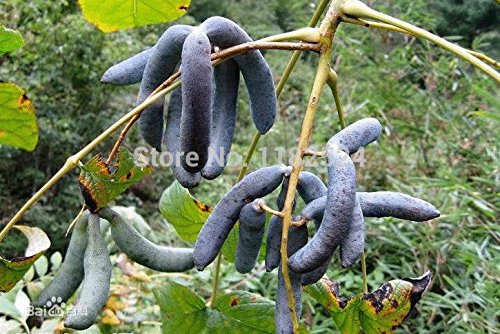 Generic 50Pcs Cat Feces Melon Fruit Seeds : Amazon.in: Garden & Outdoors