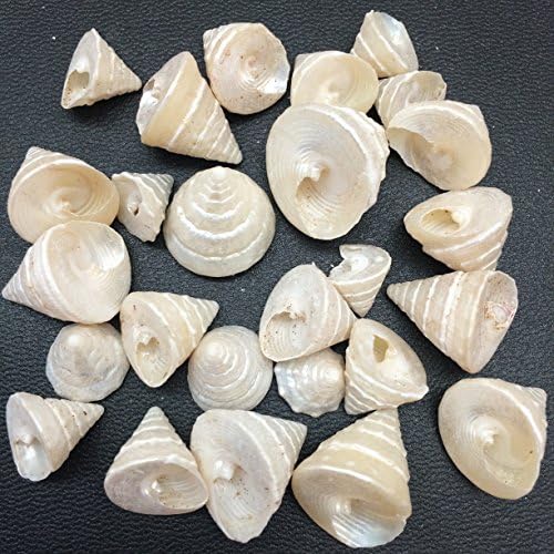 Amazon.com - PEPPERLONELY 8PC Fighting Conch Sea Shells, 2 Inch ~ 3 Inch