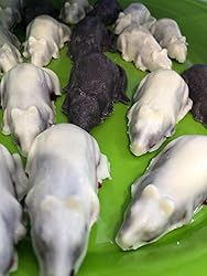 Amazon.com: Grandmama's Goodies H056 Halloween Rat Rodent Chocolate ...