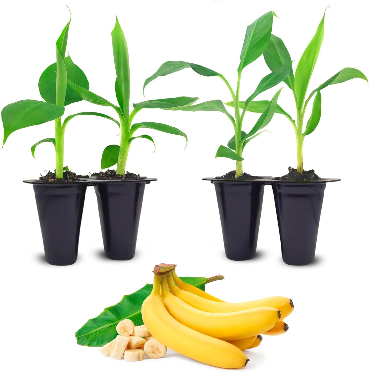 Amazon.com : Musa Dwarf Cavendish Banana Tree Fruit Plants Live for ...