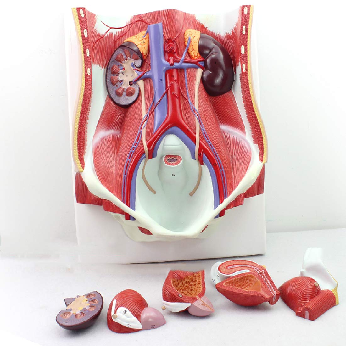 Buy Human Male Female Urinary System Model Bladder Abdominal Cavity ior ...