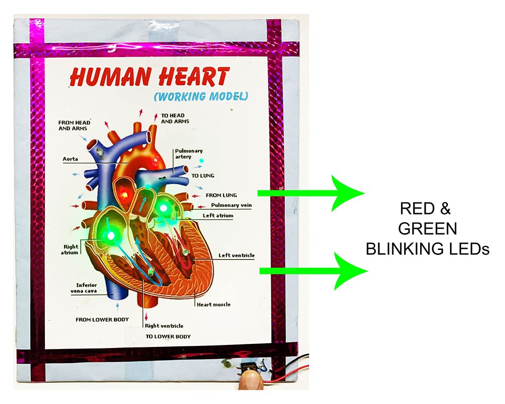 Heart Working Model Human Heart Working Model Science, 50% OFF