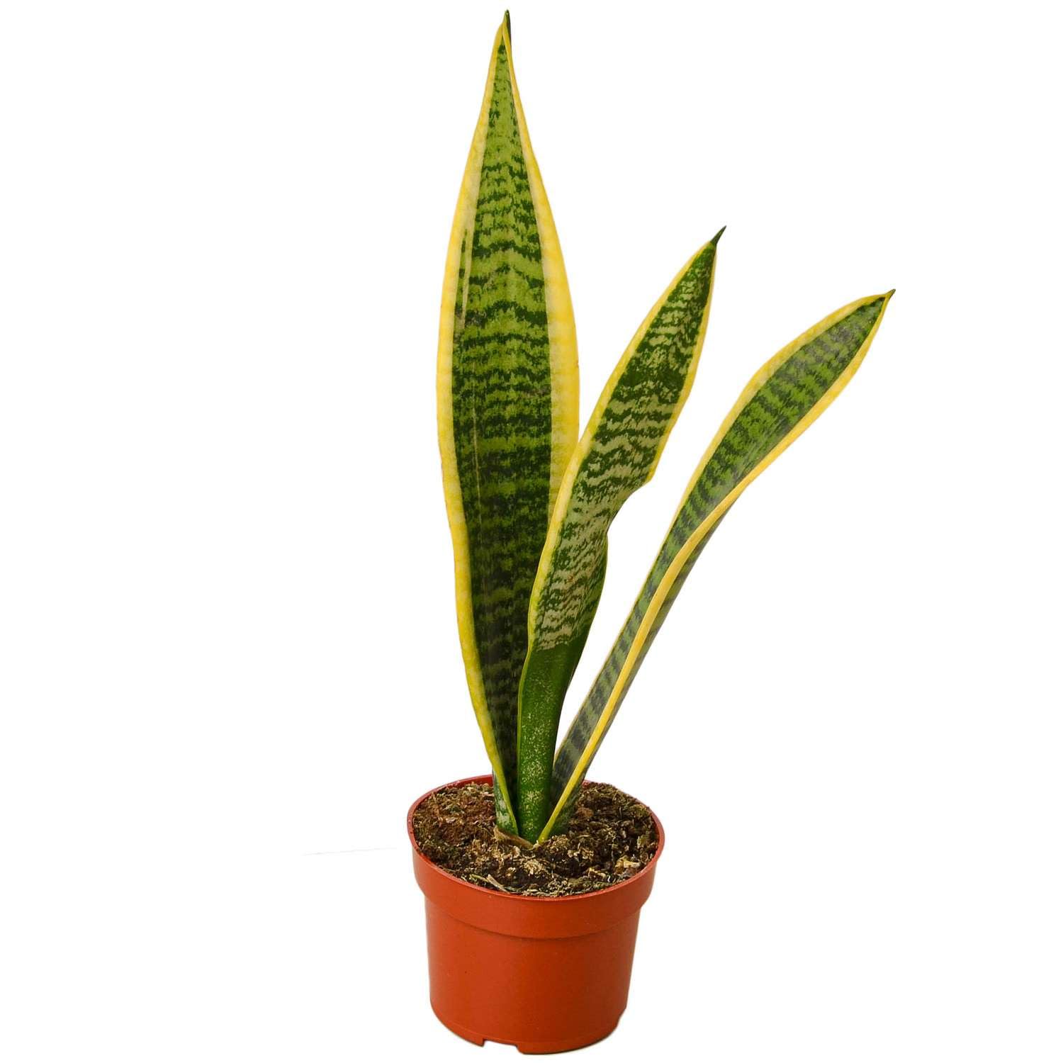 Propagar La Planta Serpiente En Agua A Punto De Trasplantar Mi Planta