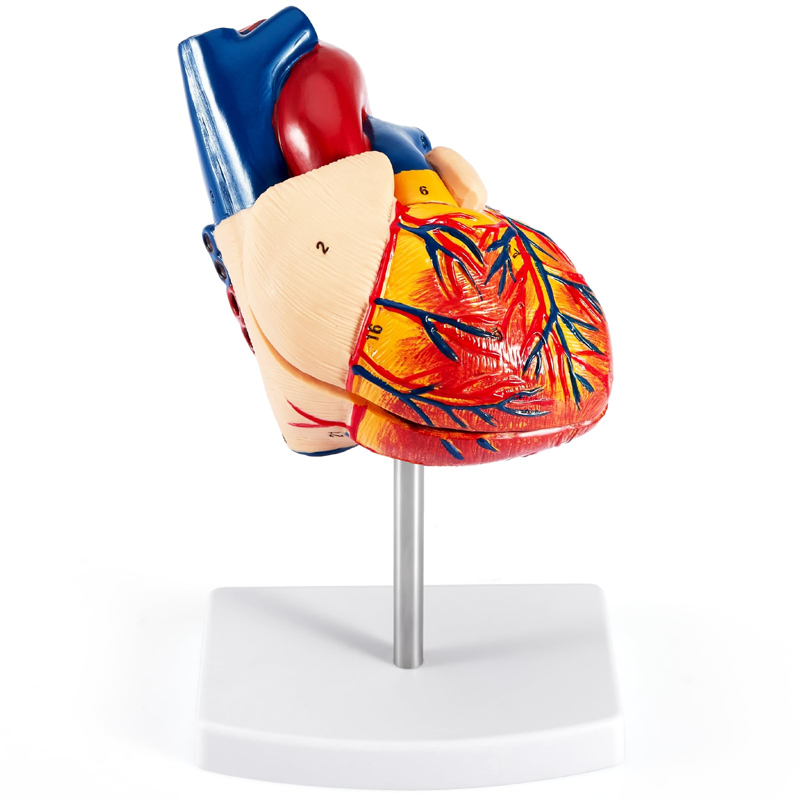 PRECIPETTE Human Heart Model, 2-Part Life Size Anatomically Heart Model ...
