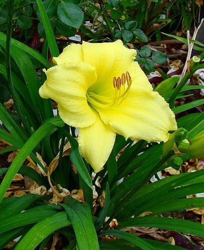 Amazon.com : Stella Supreme D'oro Daylily Perennial - Hemerocallis ...