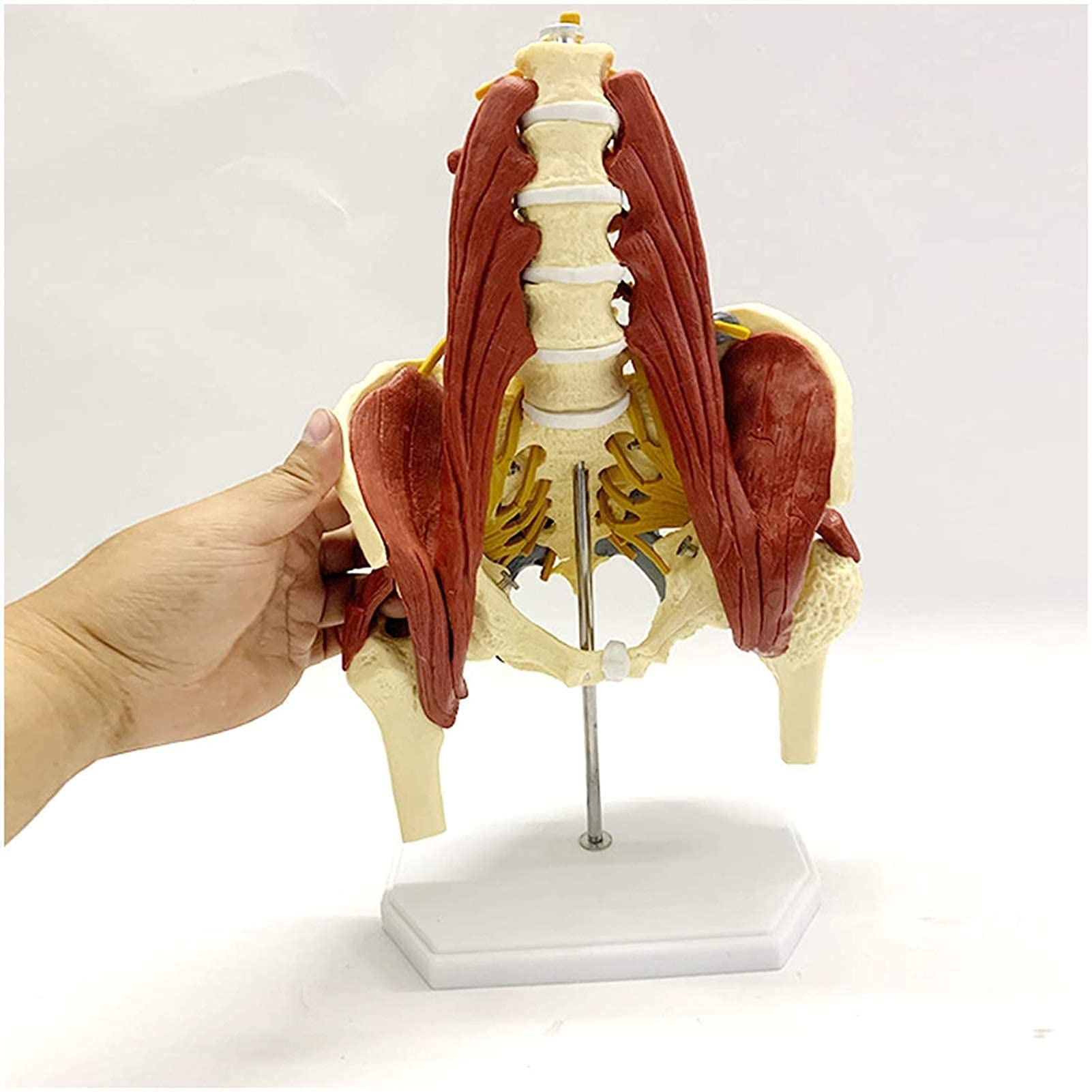Buy Anatomy Model, Pelvis Muscle Model - Anatomy Female Pelvis Model ...