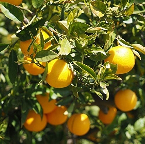 NurseryNature Santra Hybrid Plants : Amazon.in: Garden & Outdoors