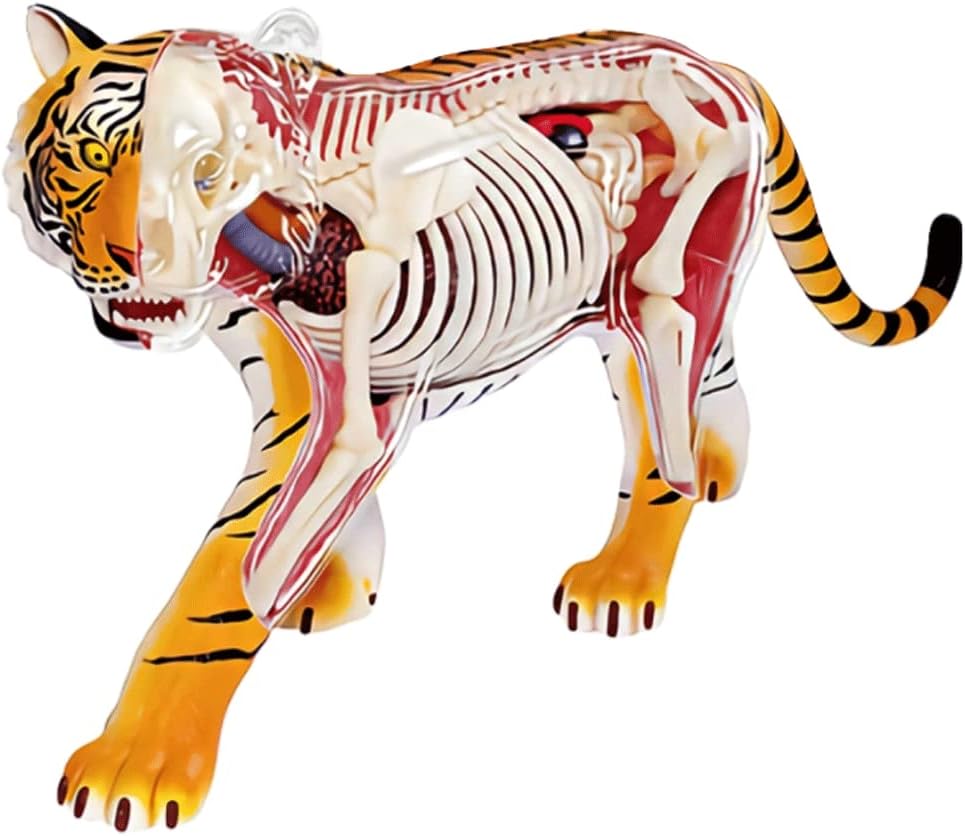 Modell-Lehrmodell, abnehmbares Tiger-Anatomie-Installationsmodell, 12 ...