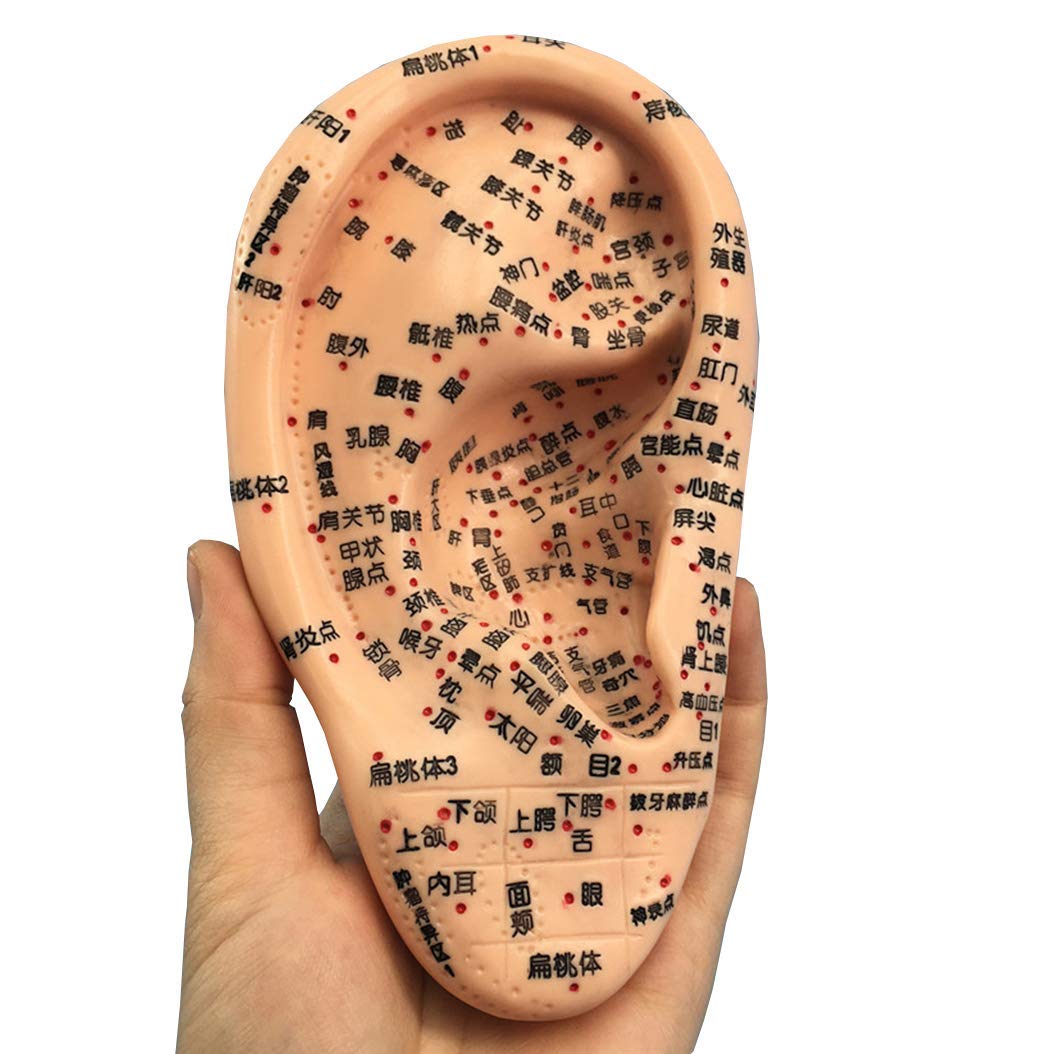 Buy LXX Ear Acupuncture Model - 16cm - Pressure Point and Meridians ...