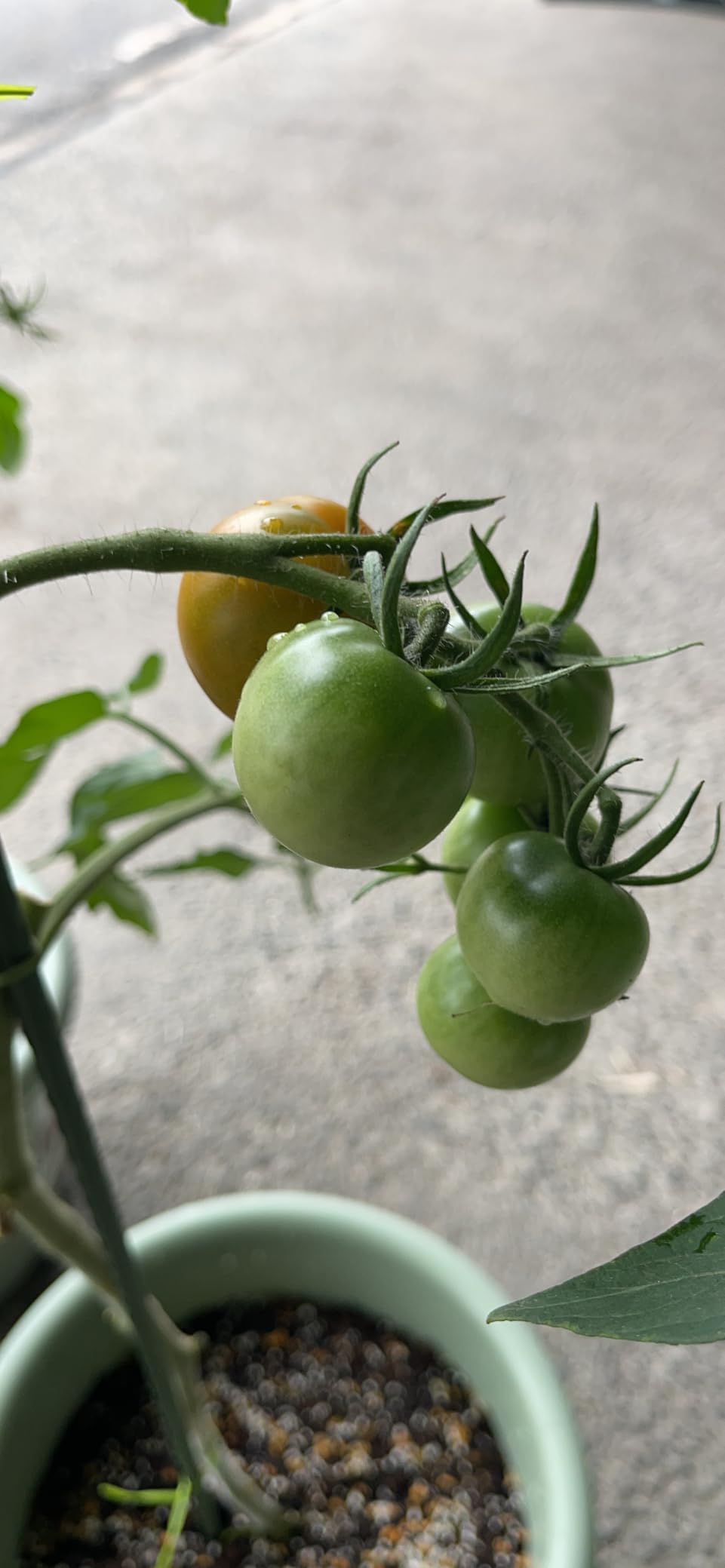 Amazon | 【大西グリーン】培養専隊 おいしく育つんジャー 野菜の土 16L 培養土 おいしい！ジューシー！ 野菜の命を育む土 野菜専用 ...