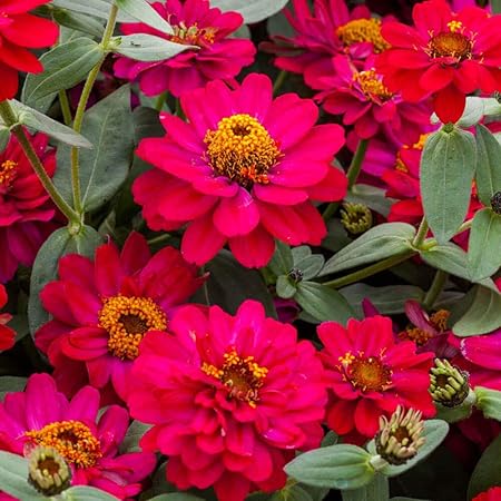 Amazon.com : Outsidepride Zinnia Zahara Double Raspberry Ripple Heat ...