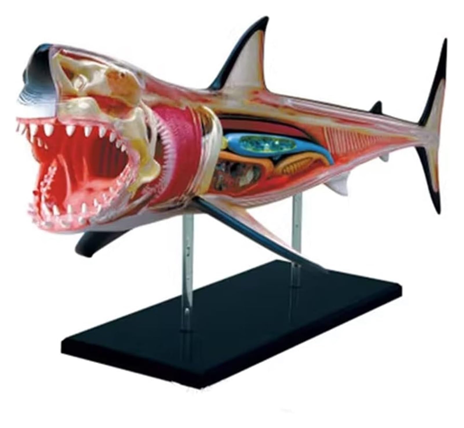 Buy Model anatomy Anatomy Model Shark Animal Anatomy Model Biological ...