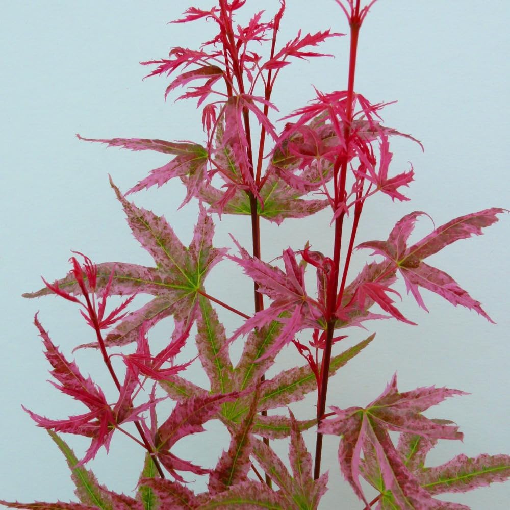 Acer palmatum 'Phoenix' - Japanese Maple with Striking Red Stems ...
