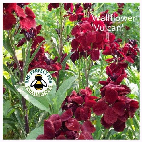 WallFlower Vulcan Seeds. Red Wallflowers : Amazon.co.uk: Garden