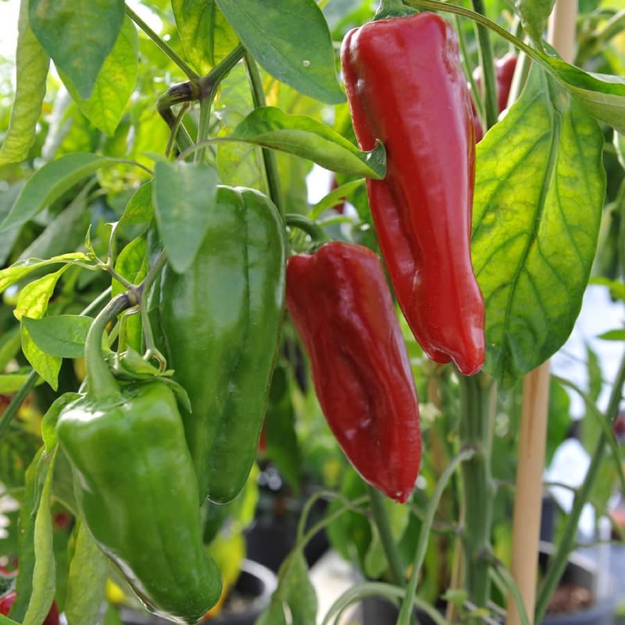 Cultivo Del Pimiento Italiano Con La Huertezeta Y La Z – AVKIU
