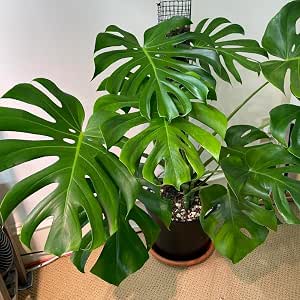 Amazon.com : Monstera Plant Live, Monstera Deliciosa Live Plant ...