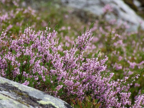 Scottish Heather Plant