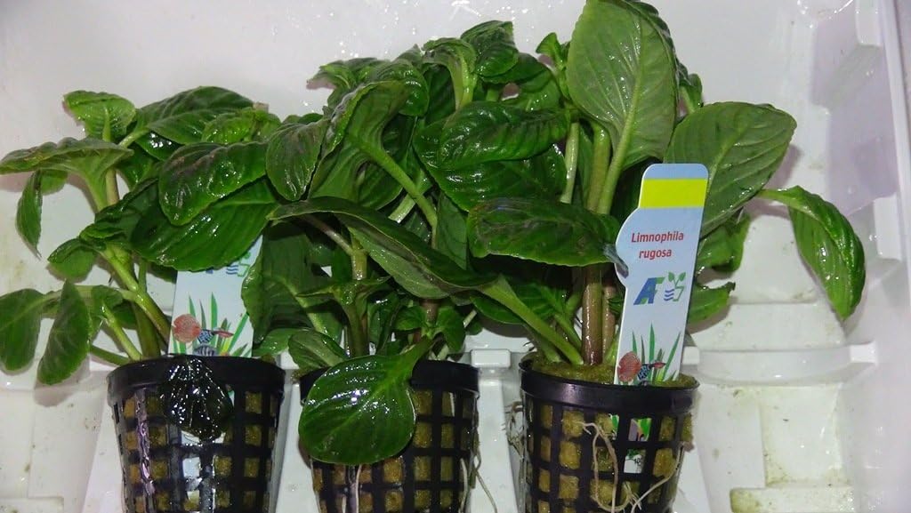 Basil-Leaf Limnophila/Limnophila rugosa - Live aquarium plant : Amazon ...