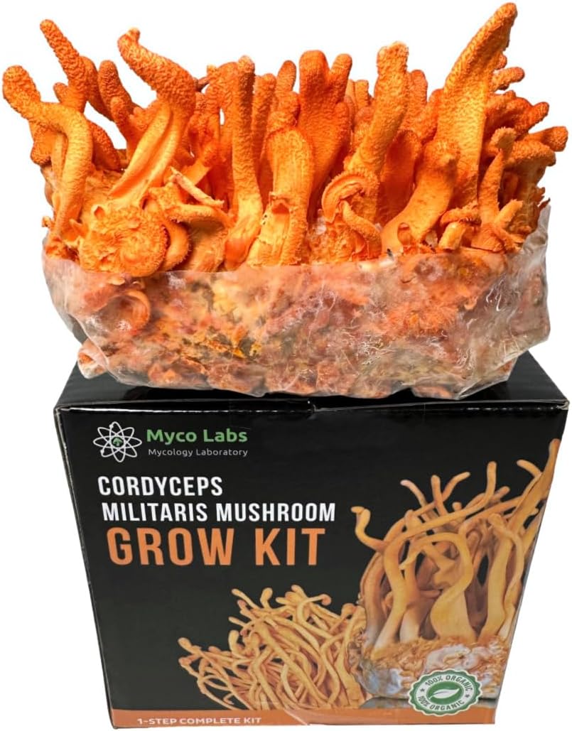 Amazon.com : Myco Labs Cordyceps Militaris Mushroom Grow Kit | Large 2 Quart Spawn Bag Kit ...
