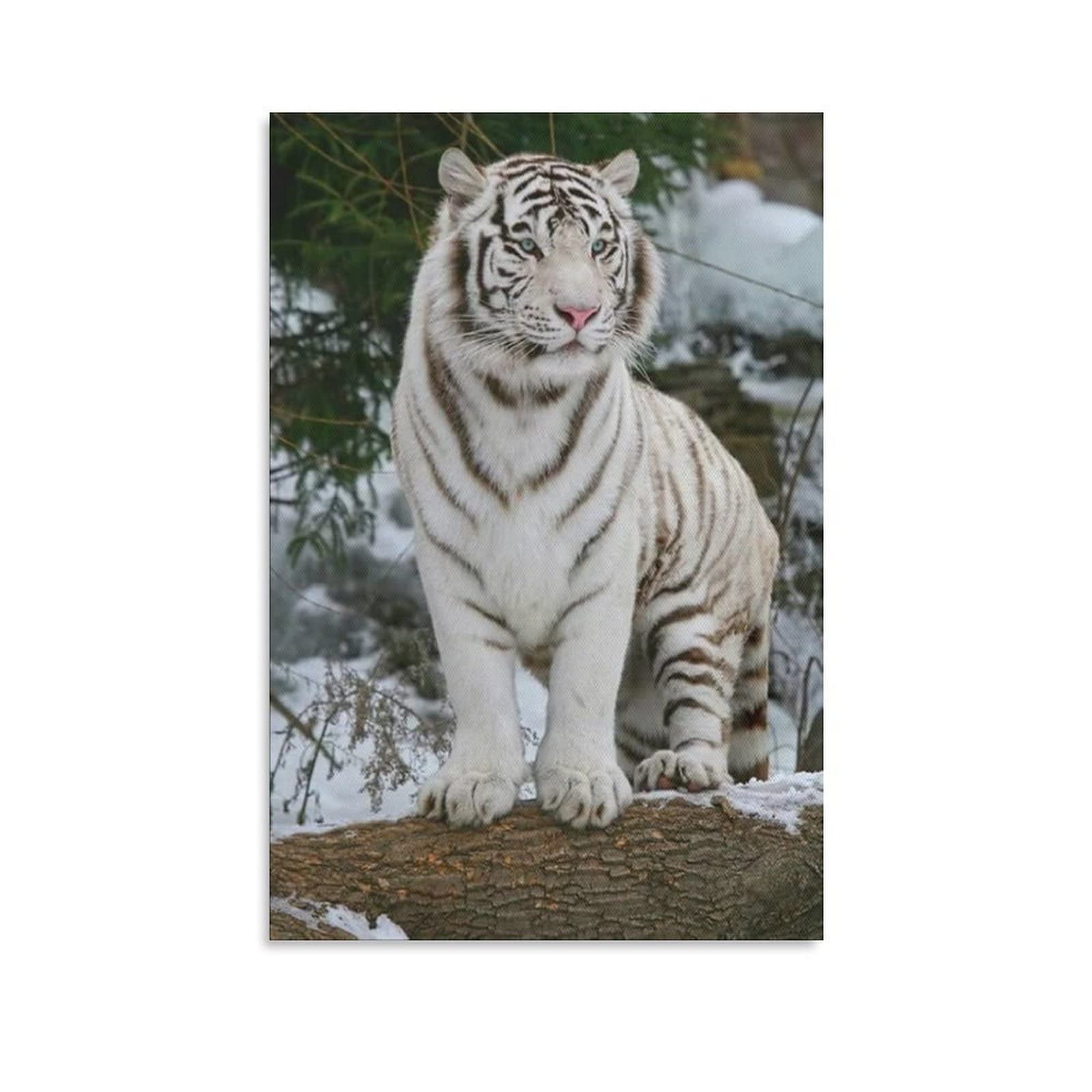 White Bengal Tiger In Snow