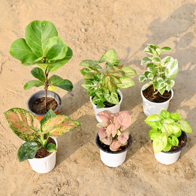 Set of 6 - Fiddle Leaf fig/Ficus Lyrata, Syngonium Arrowhead Green ...