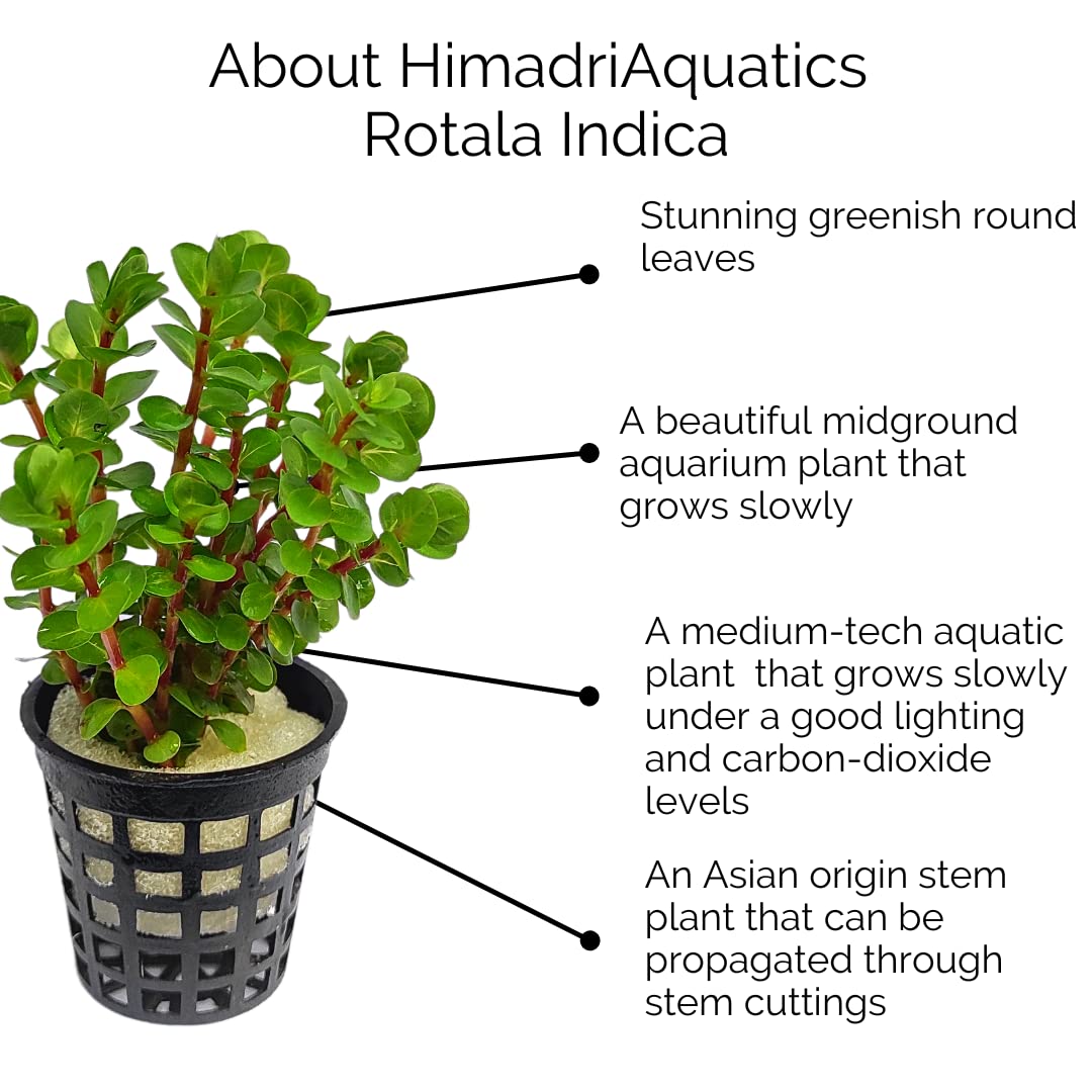 Rotala Indica Emersed