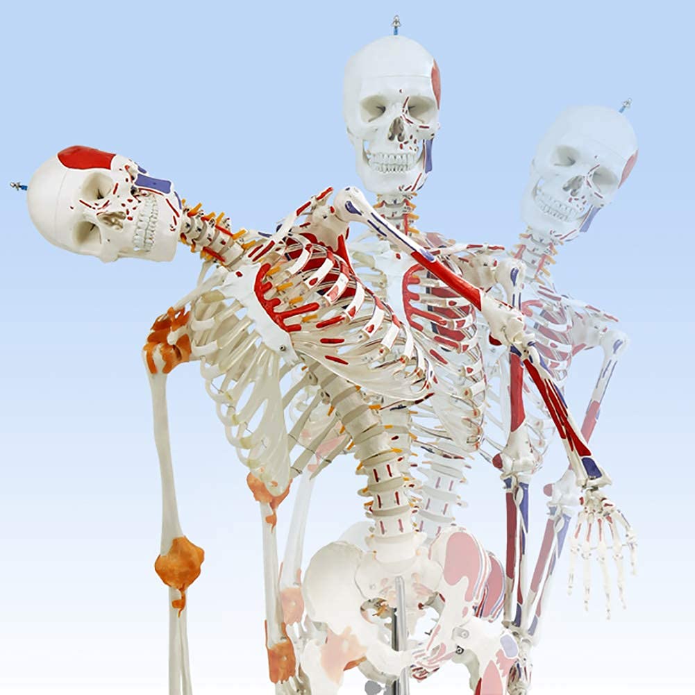 Buy Anatomical Model Painted and Numbered Skeleton Anatomy Bundle Human ...