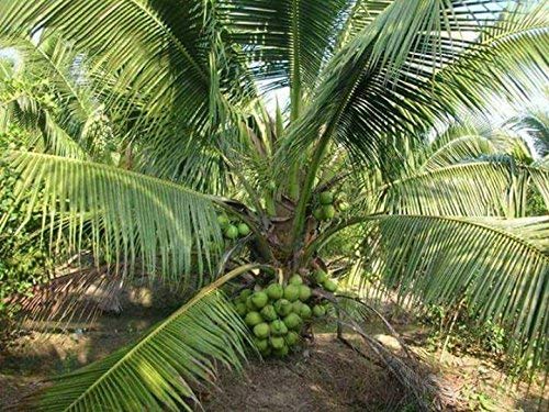 Royal Gardens Coconut 'Malayan Green Dwarf' Live Plant Malaysian Dwarf ...