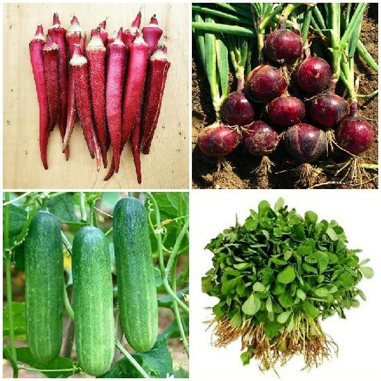 SimXotic Seeds Combo of Okra Red Bhindi, Cucumber Khira, Methi ...