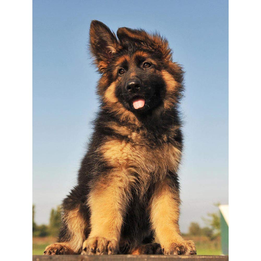 Blue And Tan German Shepherd Puppies