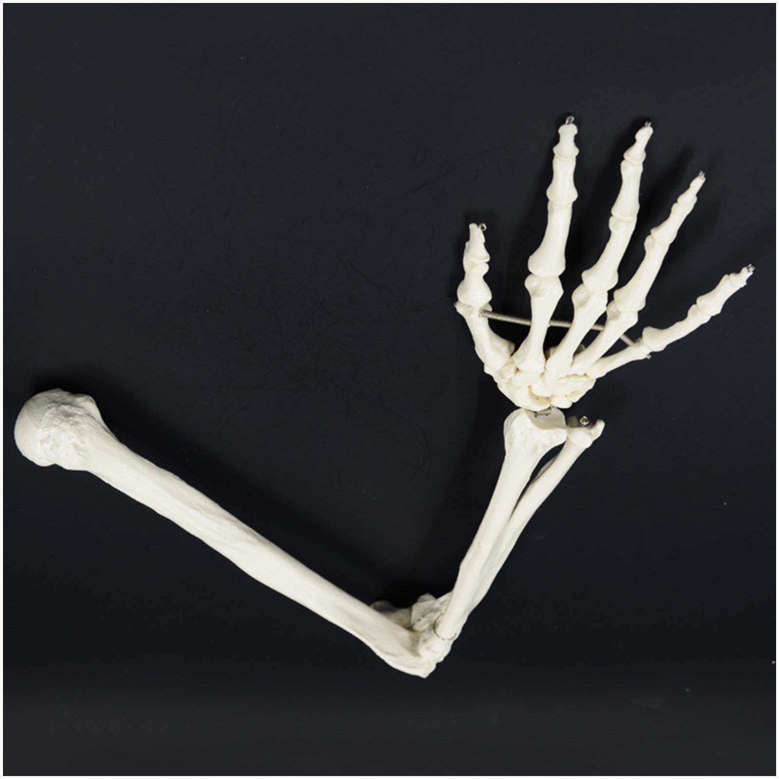Buy FHUILI Human Arm Skeleton Model - Medical Anatomical Human Upper ...
