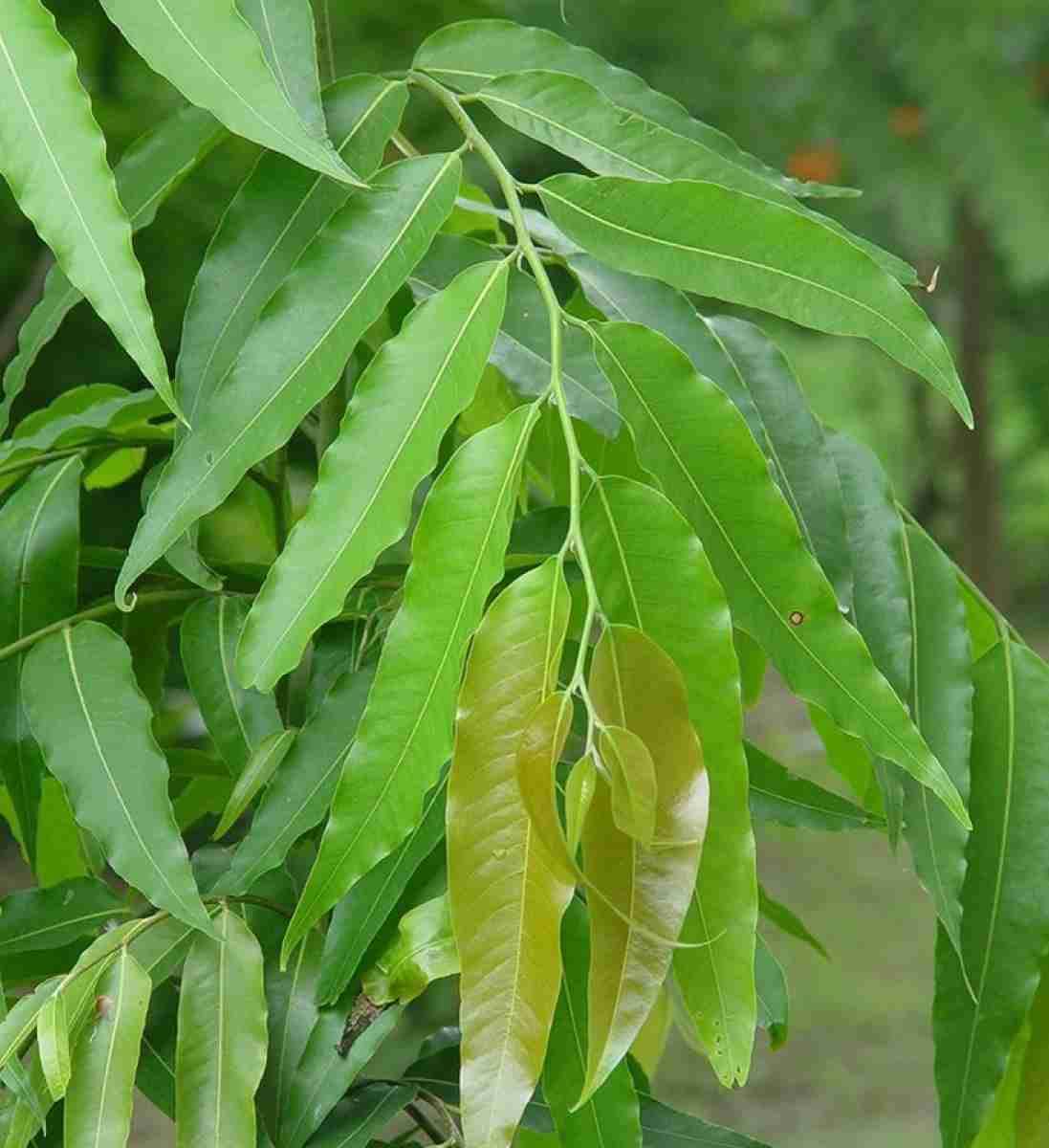 Ashoka Tree Leaves, 51Leaves | Ashok Tree Ki Pattian | Ashok Leaves for ...