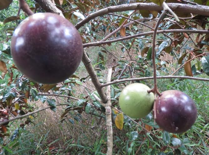 Purple Star Apple Tree Grafted Plant Caimito Star Apple Plant ...