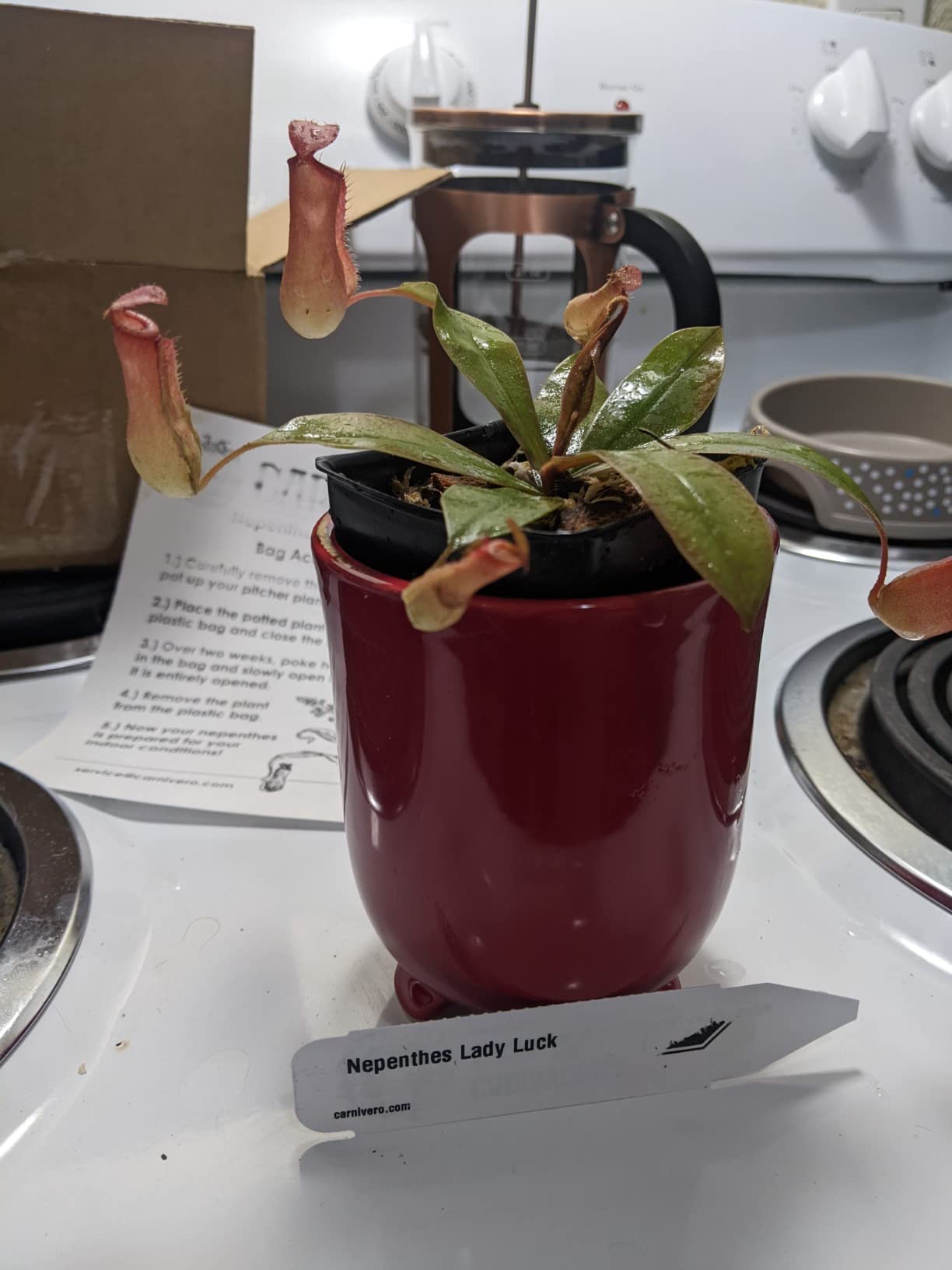 Amazon.com : Tropical Pitcher Plant - Nepenthes Lady Luck - Carnivorous ...