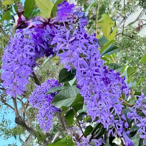 OXY GREEN PLANT®Nilmani lata Petrea volubilis Purple Wreath,Queen's ...